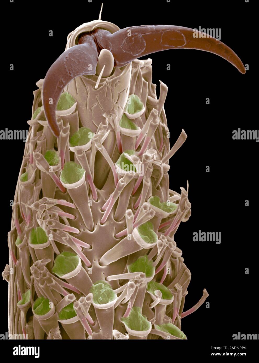 Great diving beetle's foreleg. Coloured scanning electron micrograph ...