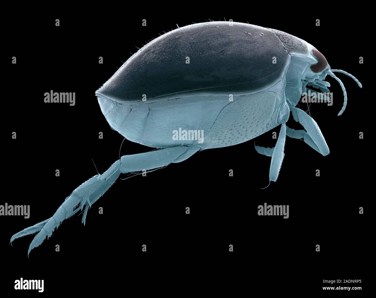 Male great diving beetle (Dytiscus marginalis), coloured scanning ...