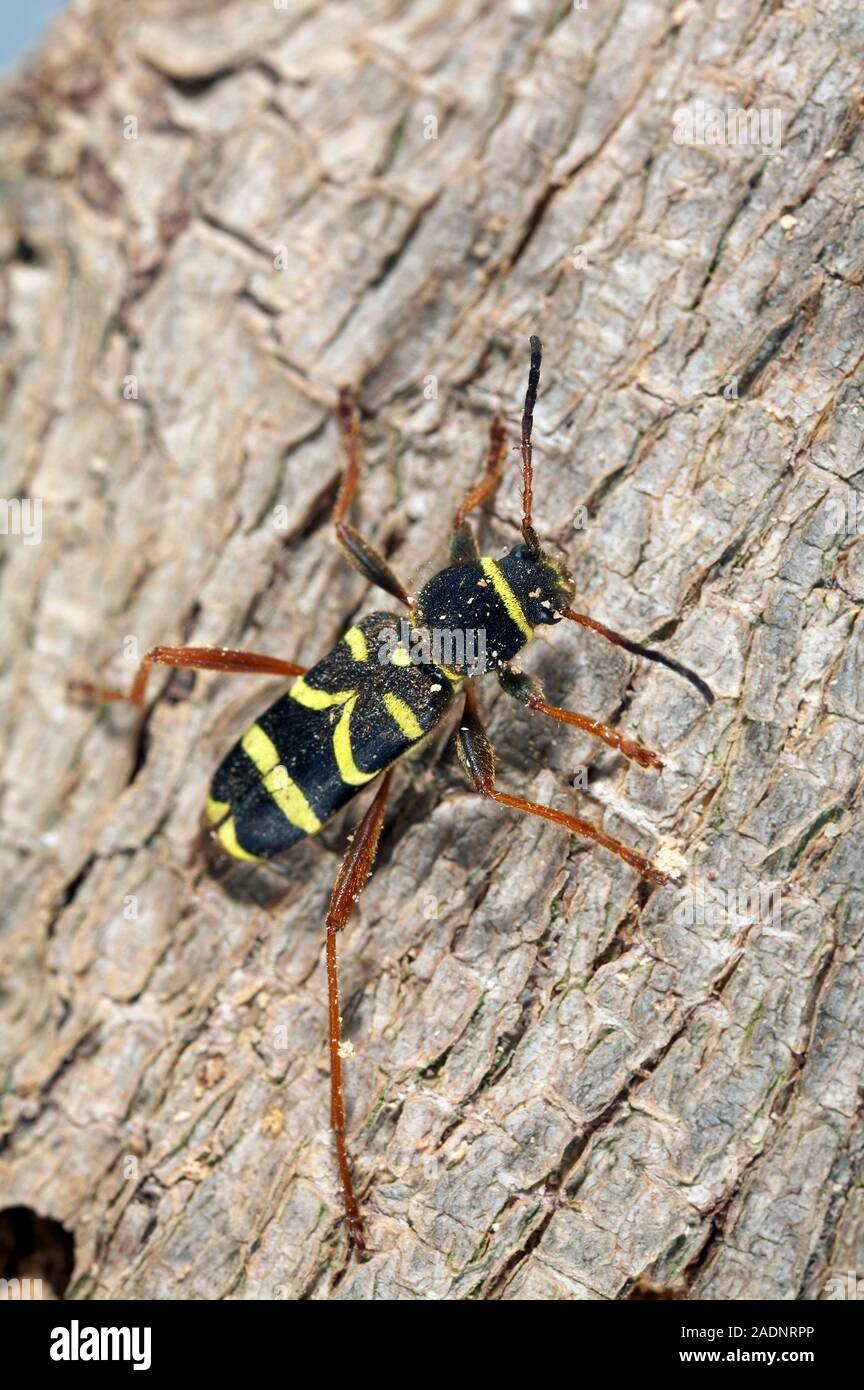 Wasp beetle (Clytus arietis). A longhorn beetle wasp mimic on bark ...