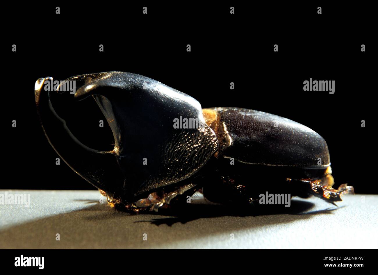 Rhinoceros beetle (Dynastes sp). This beetle is a member of the scarab ...