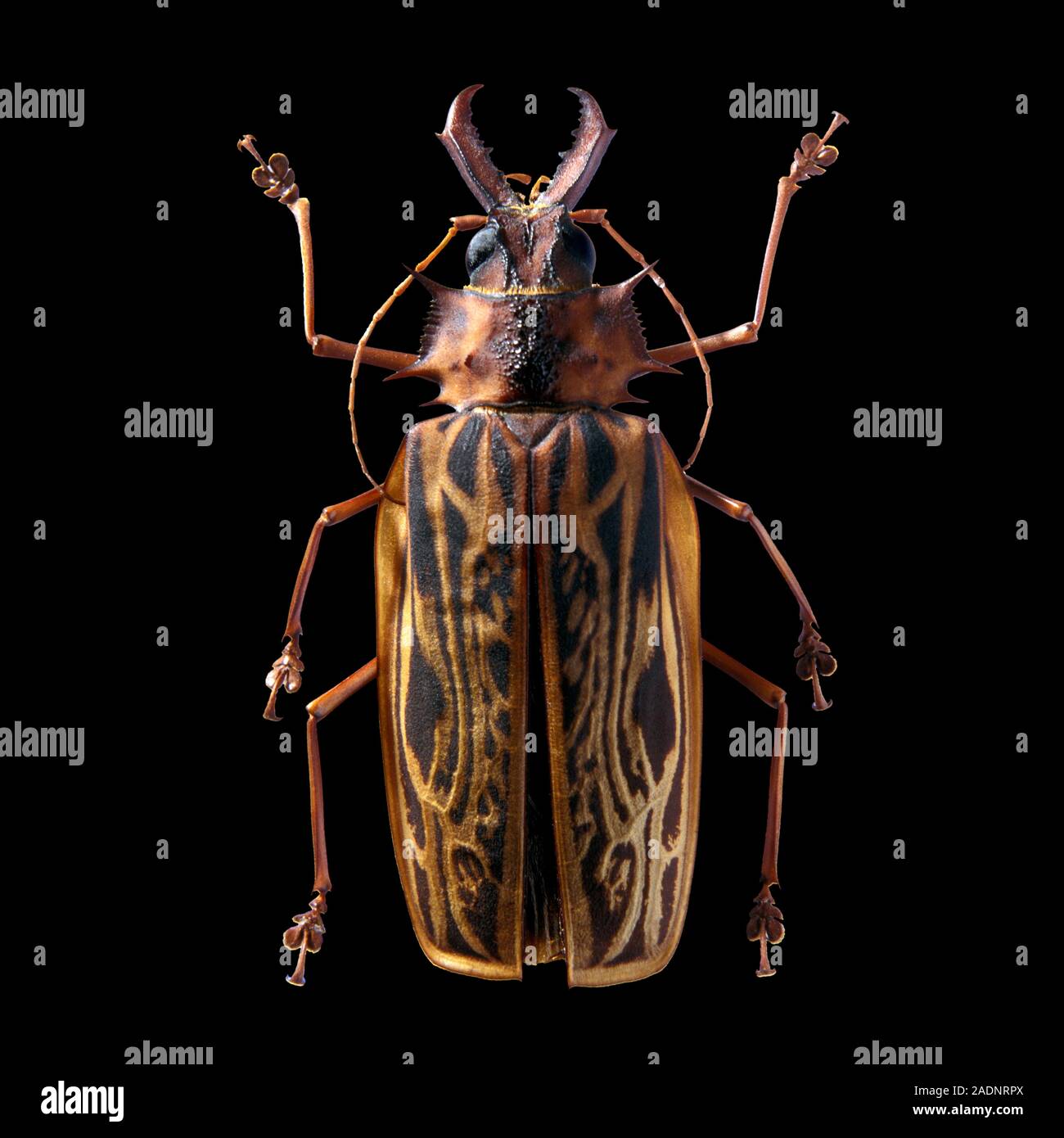 Macrodontia cervicornis beetle. This beetle is one of the largest ...