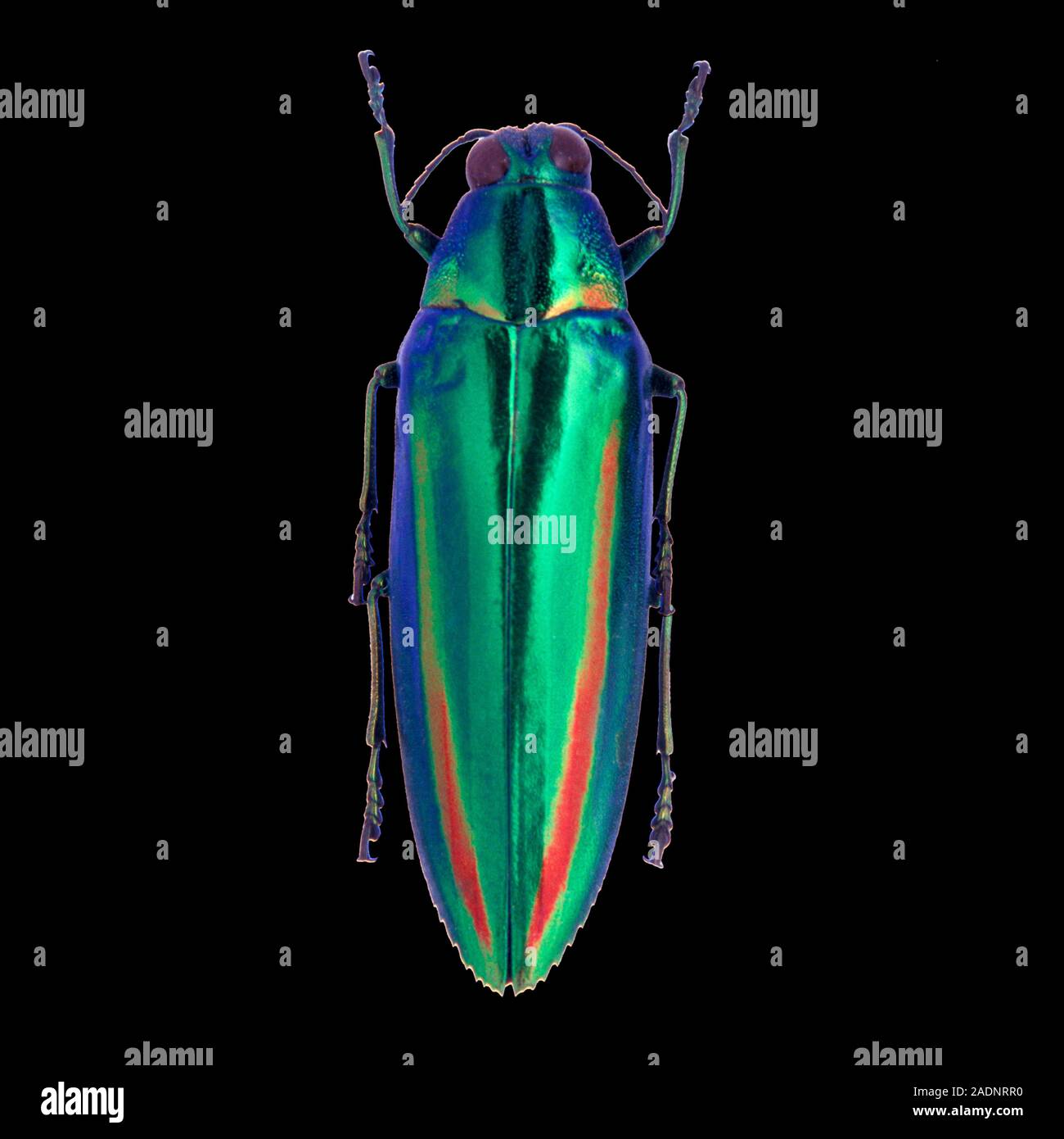 Iridescent beetle. Beetle (order Coleoptera) displaying metallic ...