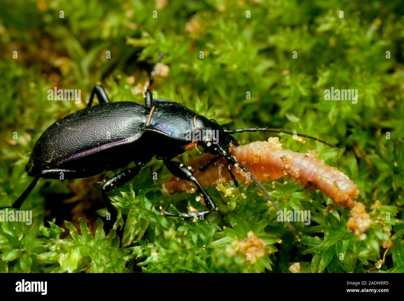 Male Violet ground beetle Carabus violaceus eating earthworm Stock ...