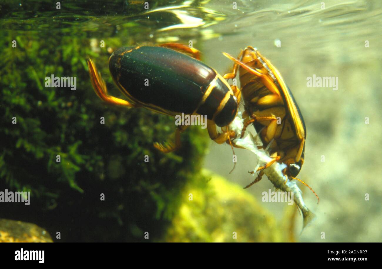 Two Great Diving Beetles Dytiscus marginalis eat a stickleback fish ...