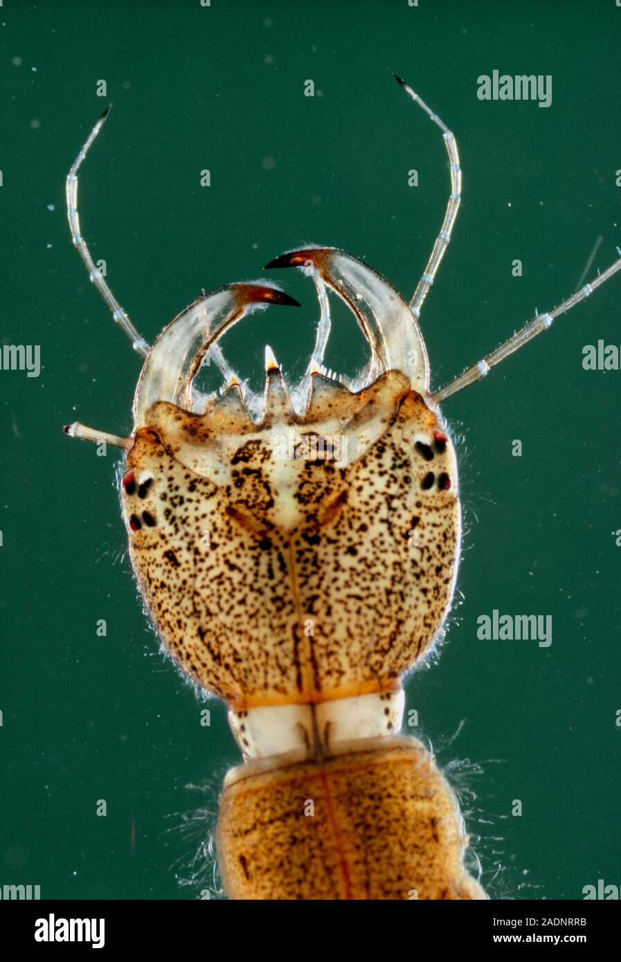 Head of the aquatic larva of the Great Water beetle, Dytiscus ...