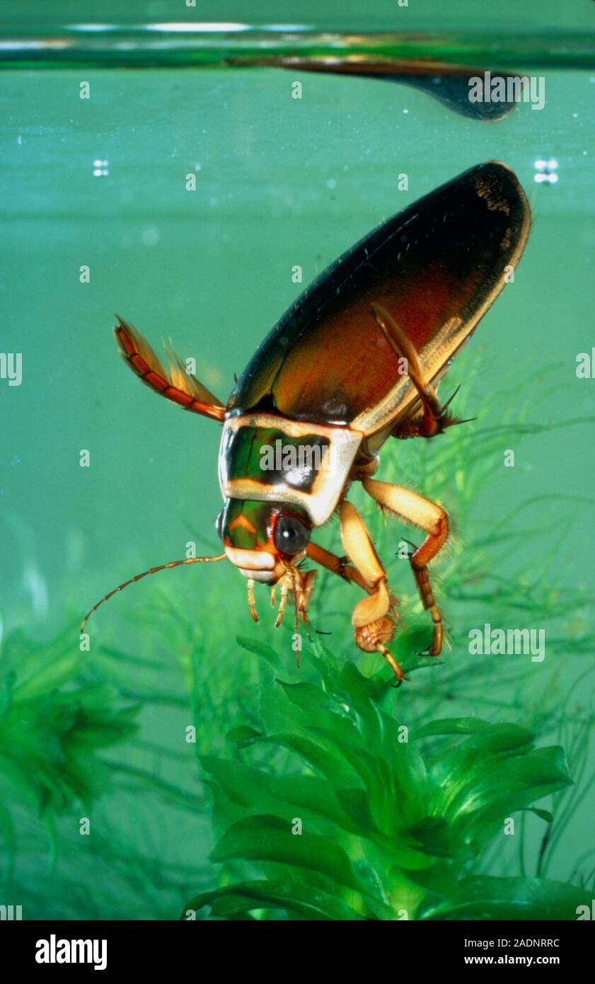 Great Diving Beetle, Dytiscus marginalis, swimming near the surface of ...