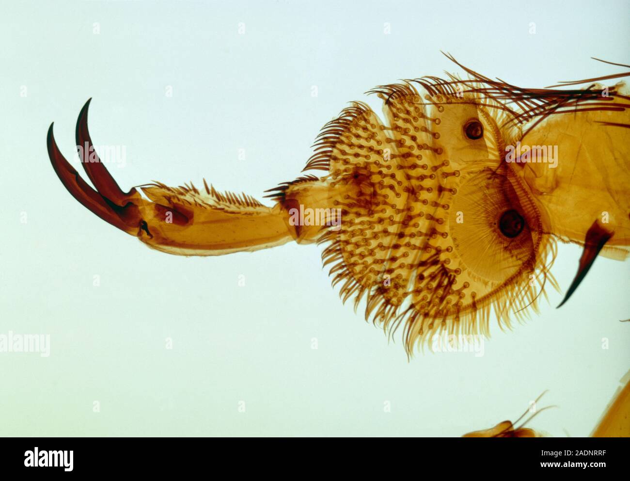 Leg of a male Great Diving beetle. Macrophotograph of the modified ...