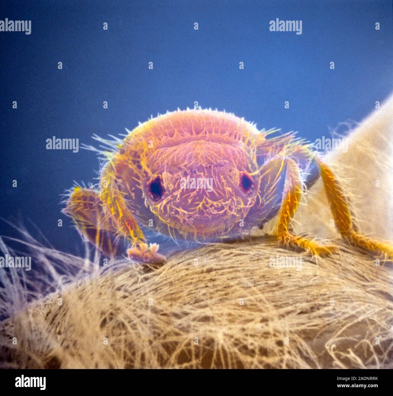 False-colour scanning electron micrograph of the parasitic wingless fly ...