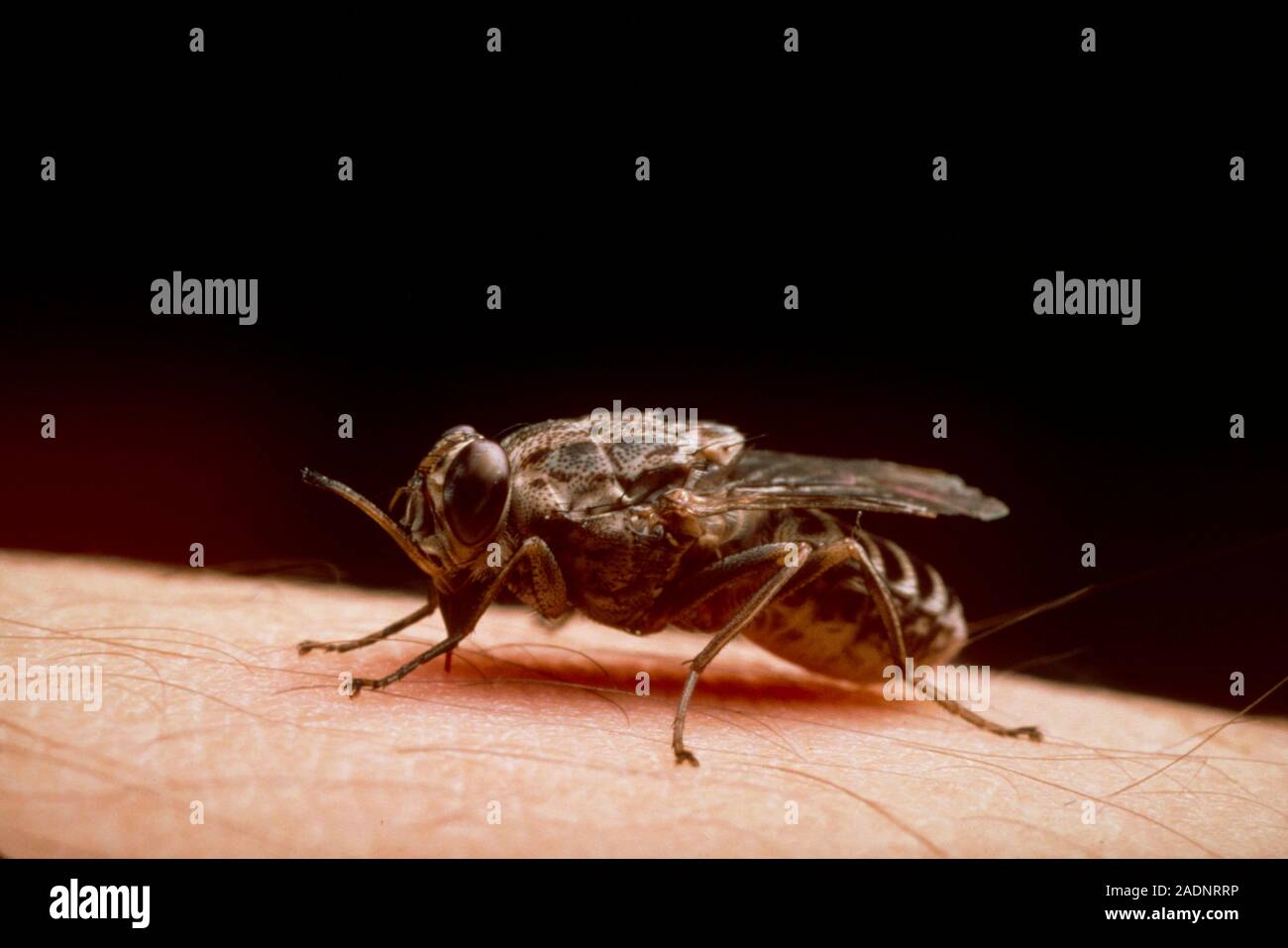 Tsetse fly. Macrophotograph of a tsetse fly Glossina morsitans feeding ...