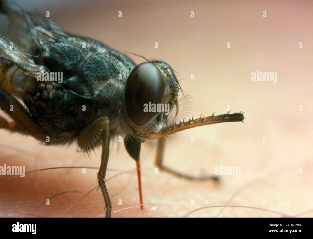 The Tsetse fly, Glossina morsitans, vector of sleeping sickness ...