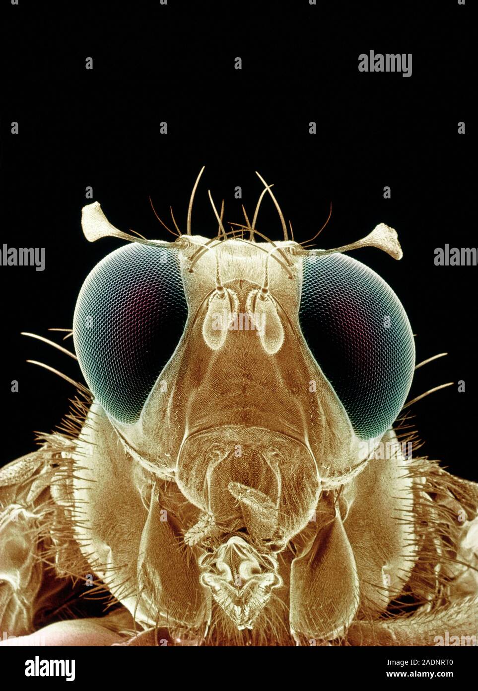 False-colour scanning electron micrograph of a male Mediterranean fruit ...