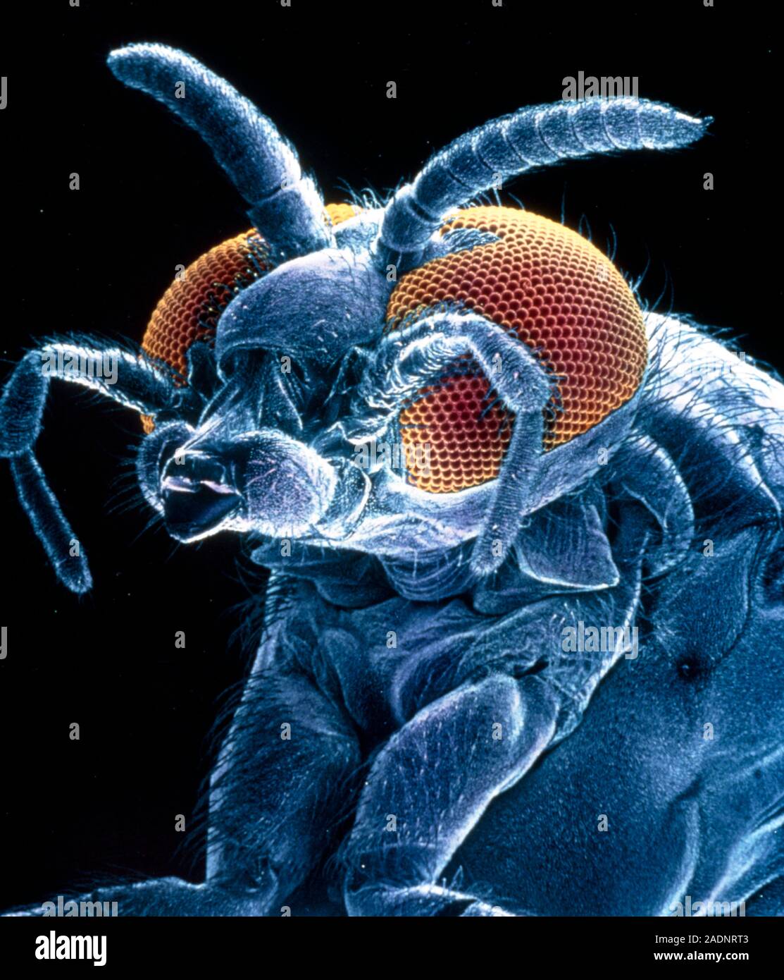 False-colour scanning electron micrograph (SEM) of the Black Fly ...