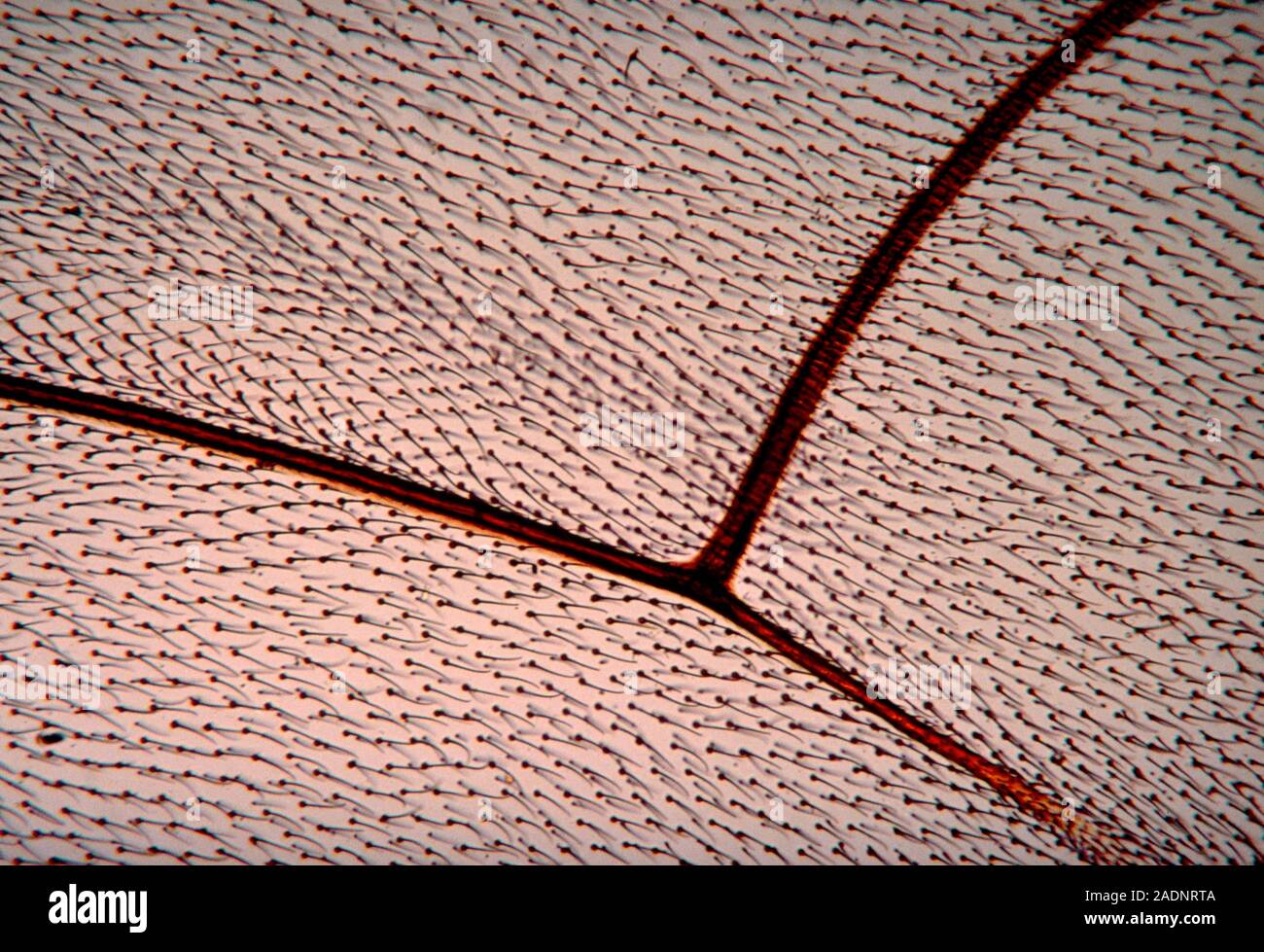 Light micrograph of the wing of an unidentified fly (Diptera) showing ...