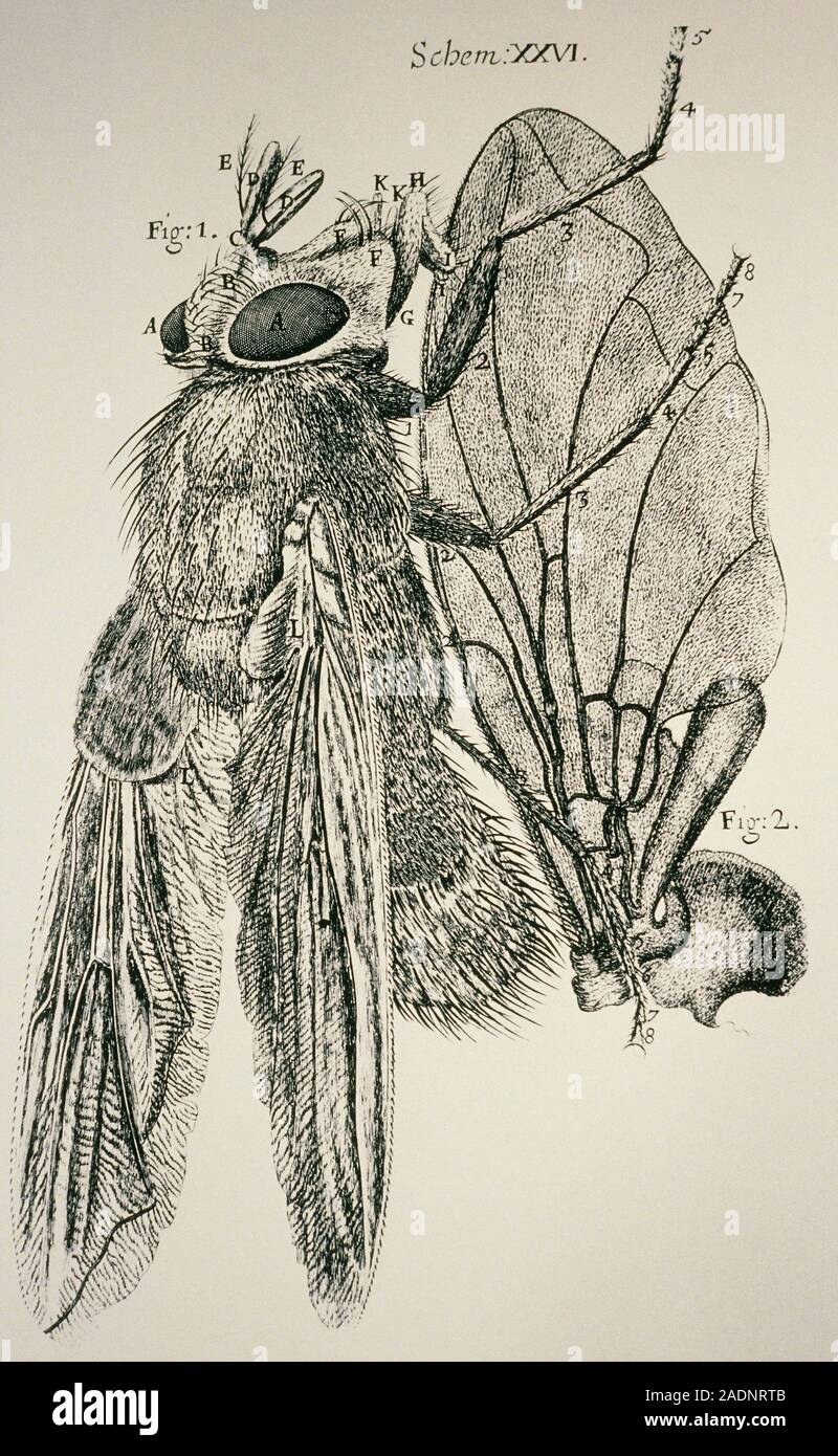 Robert Hooke's drawing of a blue fly" published in Micrographia, 1665 ...