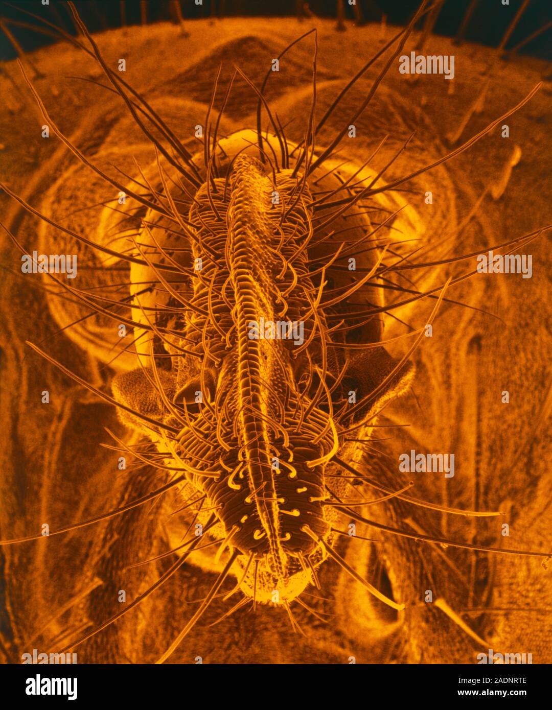 False colour scanning electron micrograph (SEM) showing the hair ...