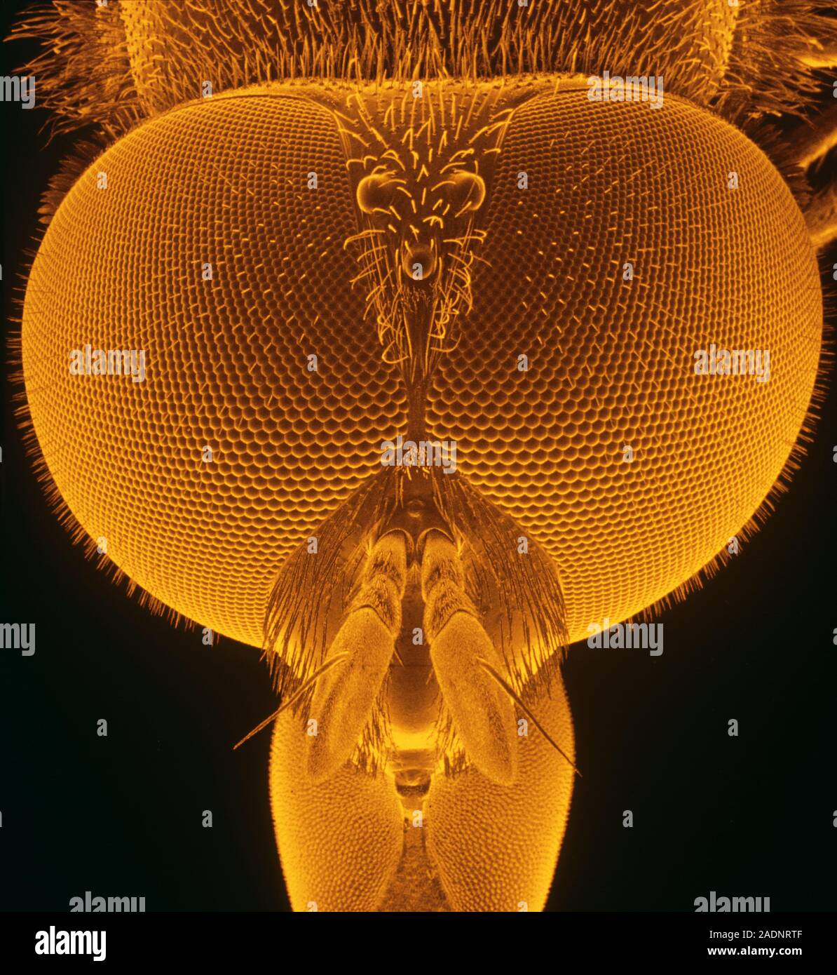 False colour scanning electron micrograph (SEM) of the head of a hover ...