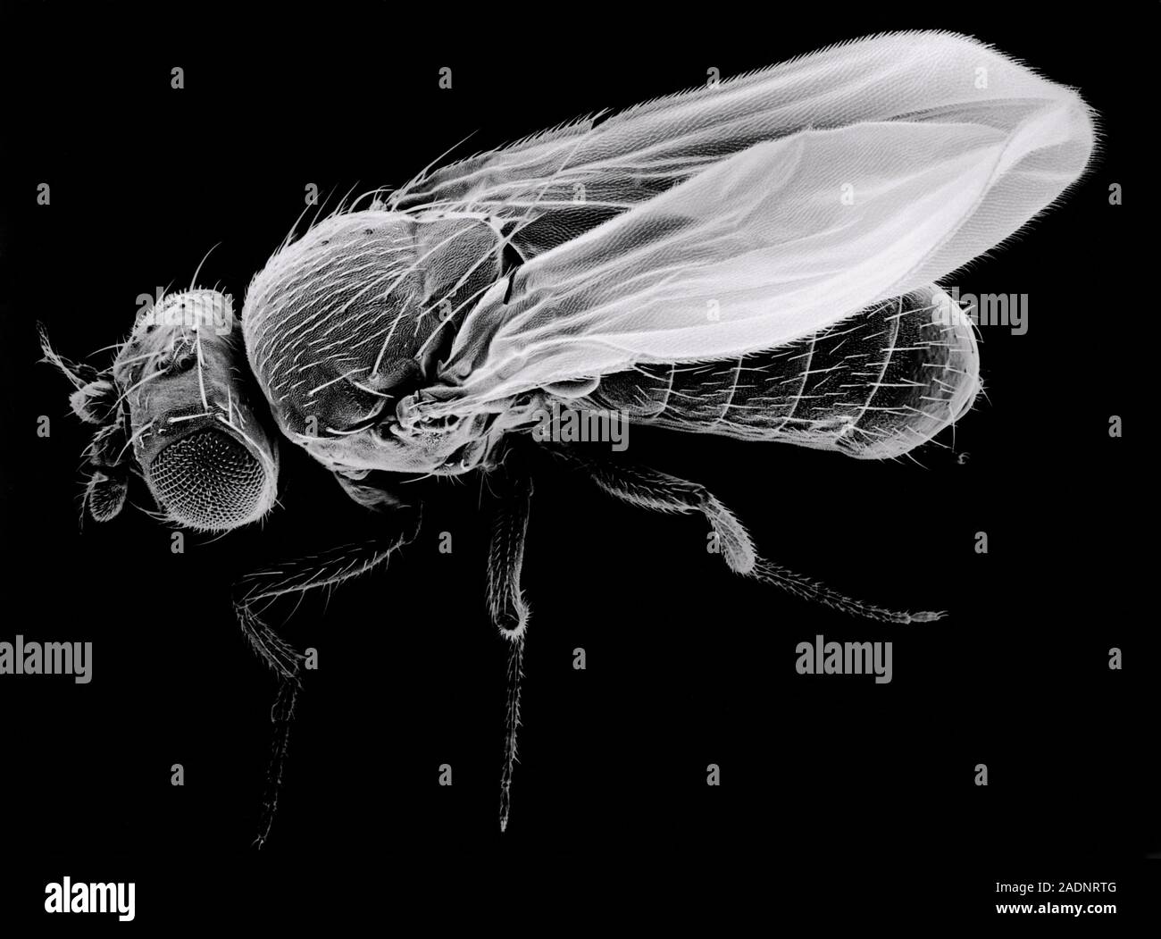 Scanning electron micrograph of the fruit fly Drosophila melanogaster ...