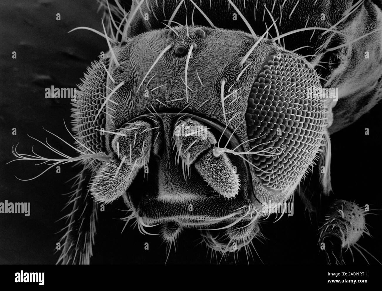 Scanning electron micrograph of the head of the fruit fly Drosophila ...