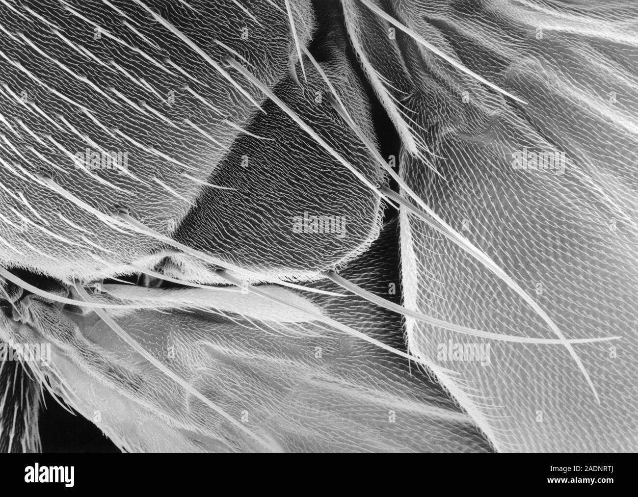 Scanning electron micrograph of the fruit fly Drosophila melanogaster ...