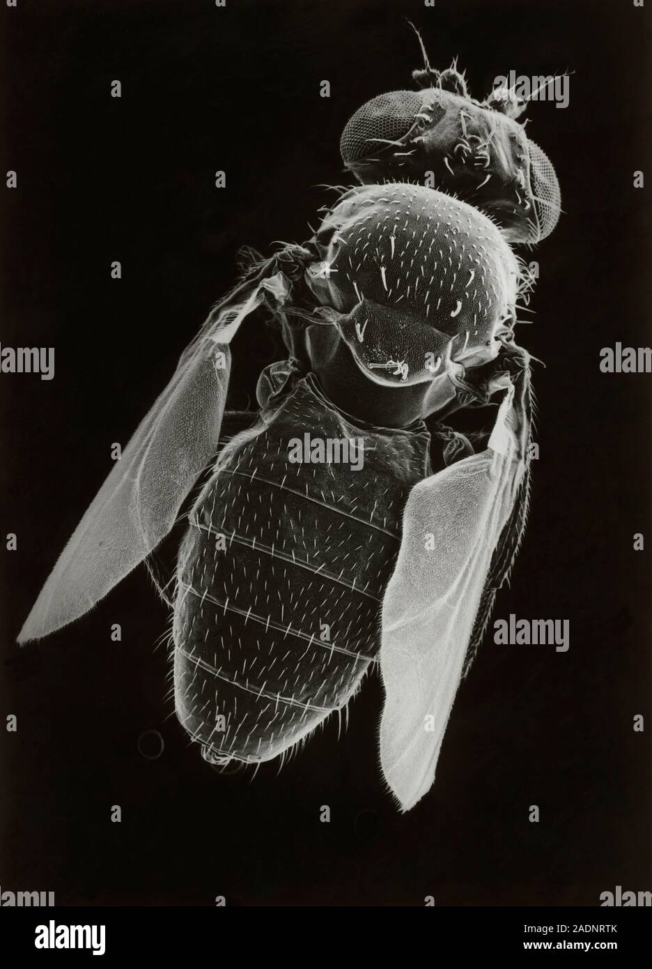 Scanning electron micrograph of the fruit fly Drosophila melanogaster ...
