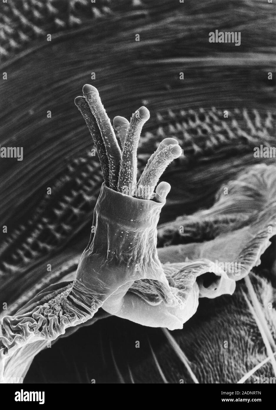 Scanning electron micrograph of a spiracle, or breathing pore, on the ...