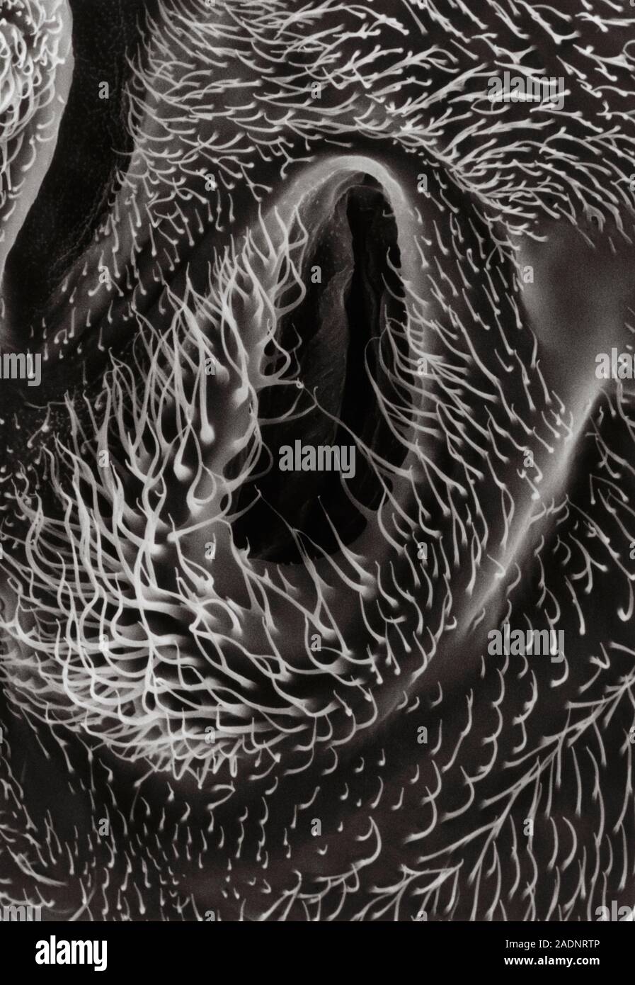 Scanning electron micrograph of a spiracle, or breathing pore, on the ...