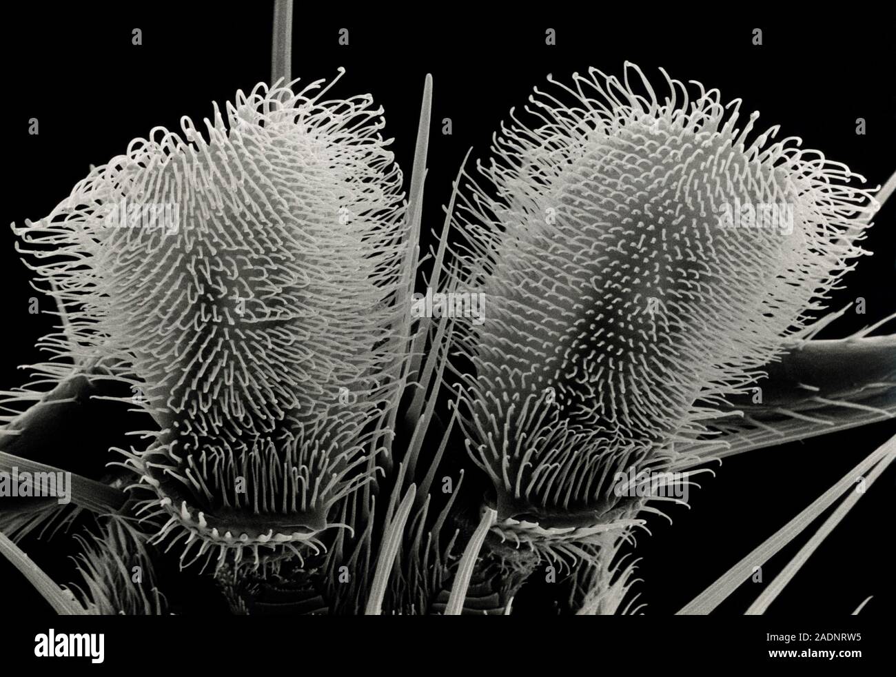 Scanning electron micrograph of a foot of a housefly, Musca domestica ...