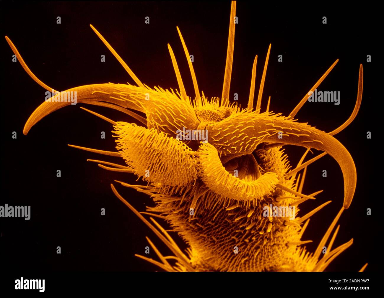 False colour scanning electron micrograph of a foot of a housefly ...