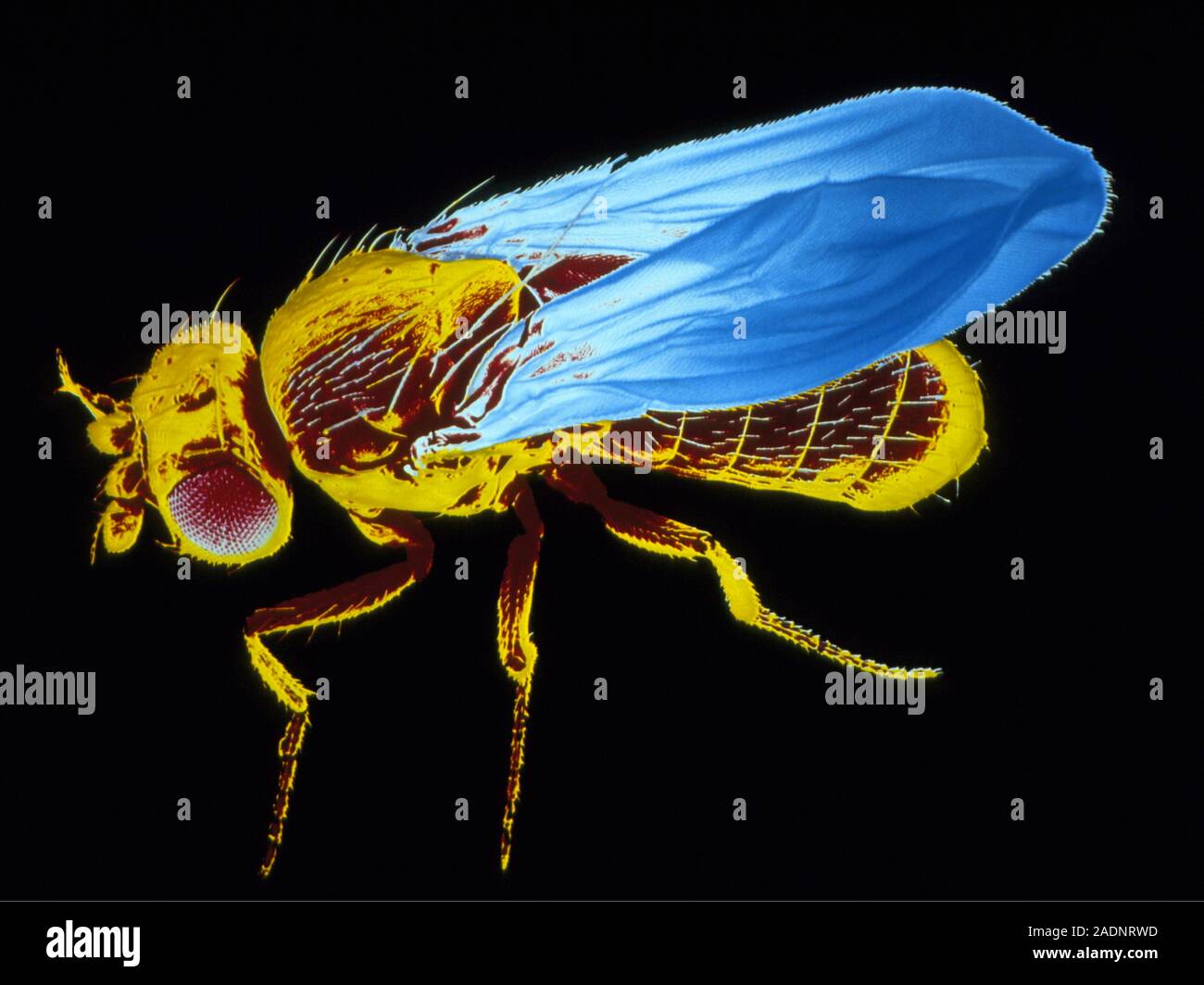 False-colour scanning electron micrograph of the fruit fly Drosophila ...
