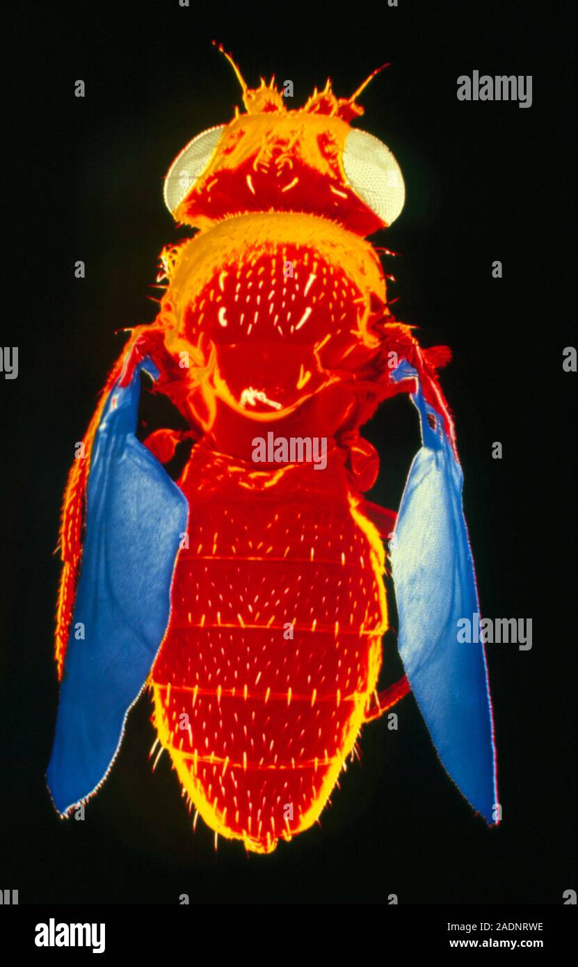 False-colour scanning electron micrograph of the fruit fly Drosophila ...