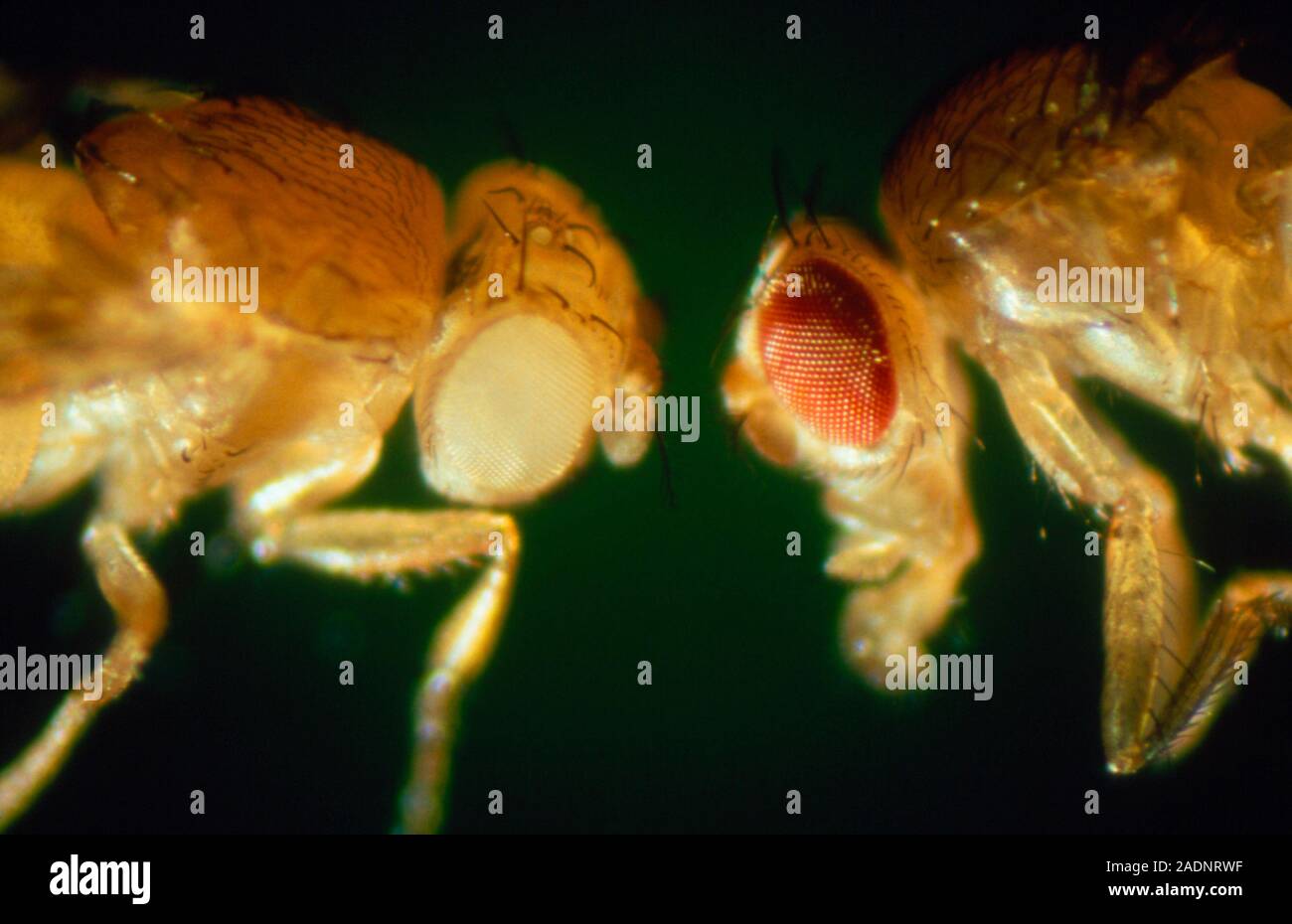 Macro photograph of a normal & a mutant fruit fly of the species ...