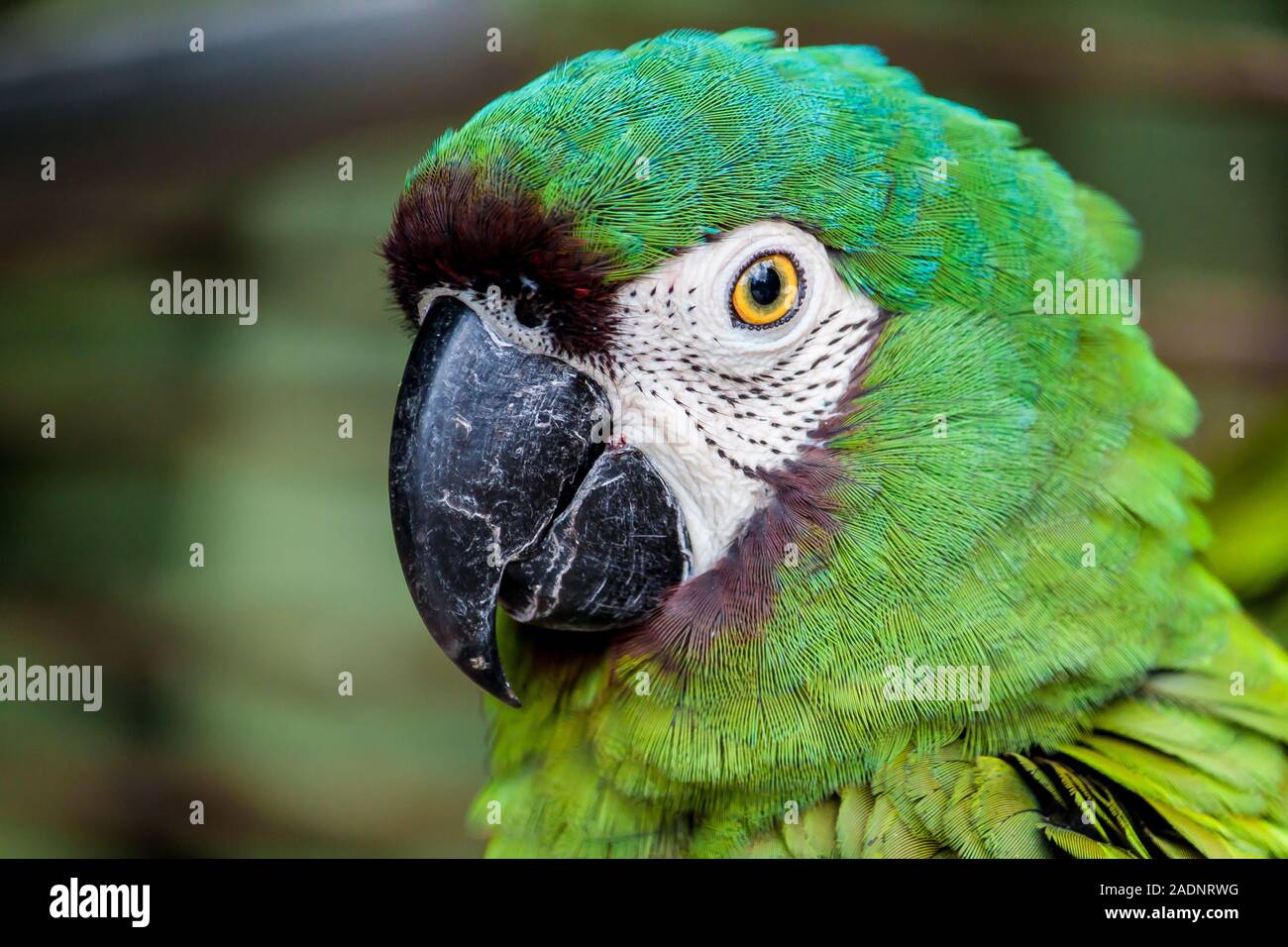 Colombia Bird Species High Resolution Stock Photography and Images - Alamy