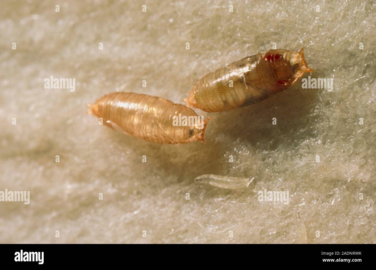 Macrophotograph of a normal & a mutant fruit fly pupa of the species ...