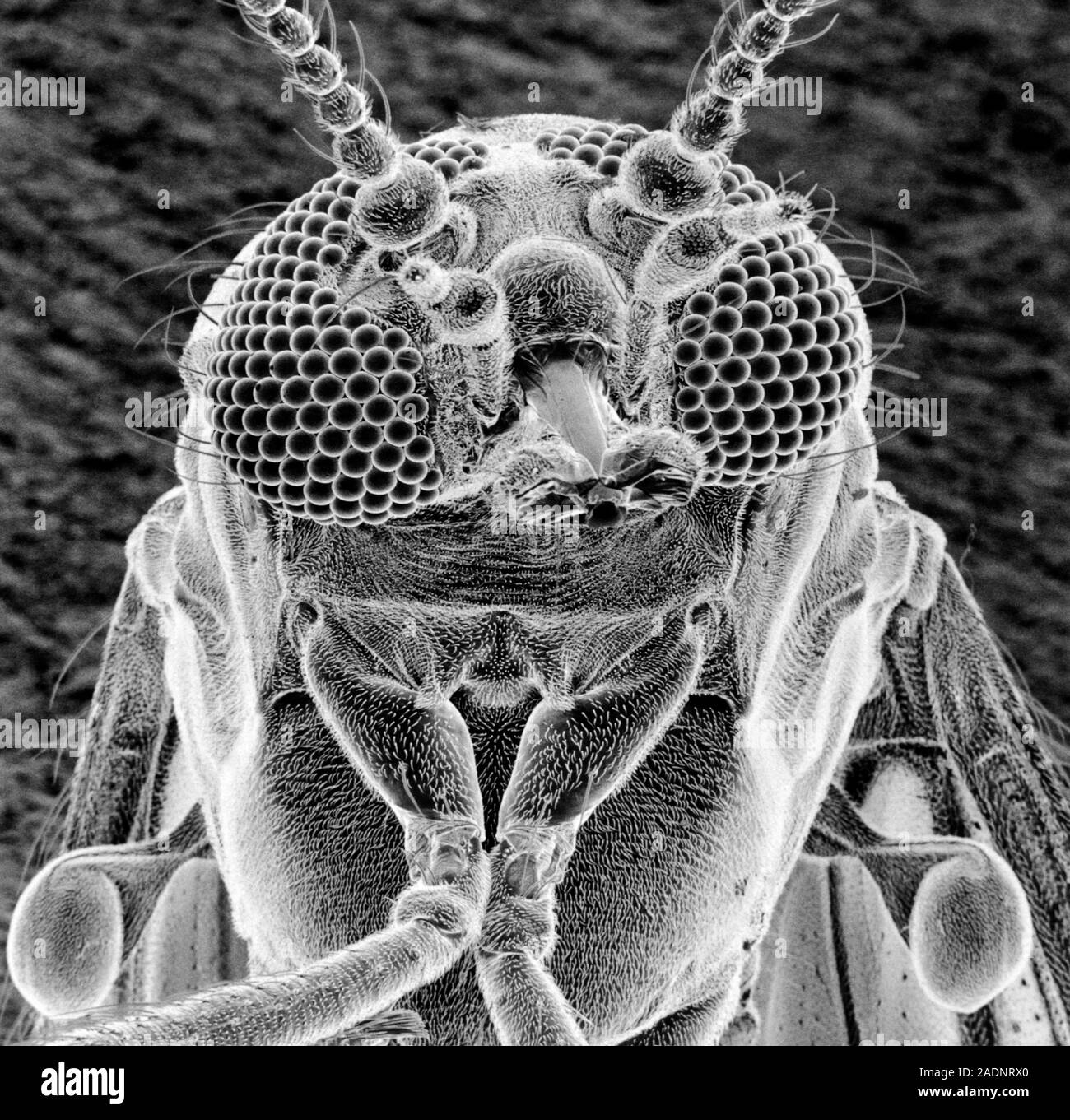 Scanning electron micrograph of the head & thorax of a female biting ...