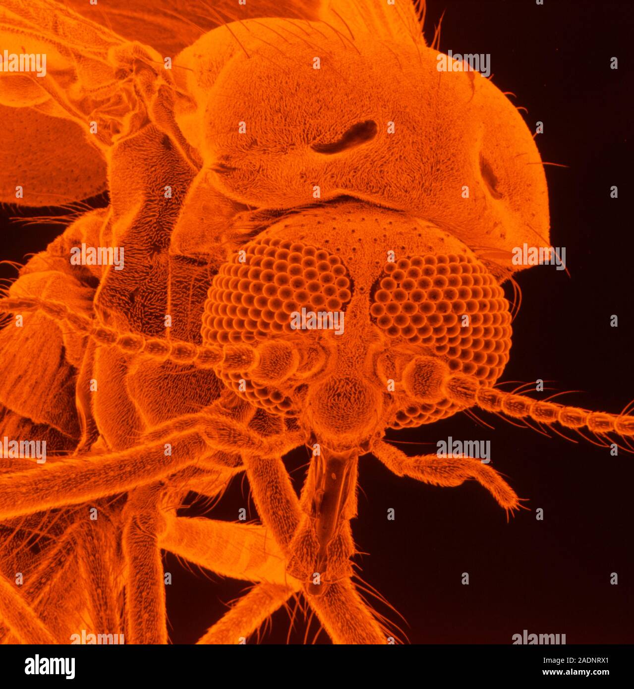 False colour scanning electron micrograph of the head & thorax of a ...