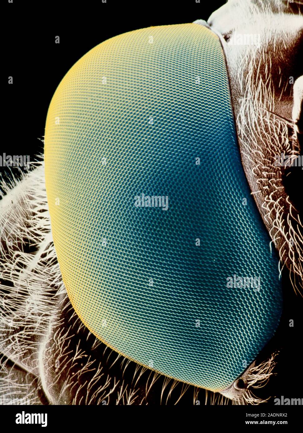 False-colour scanning electron micrograph (SEM) of the compound eye of ...