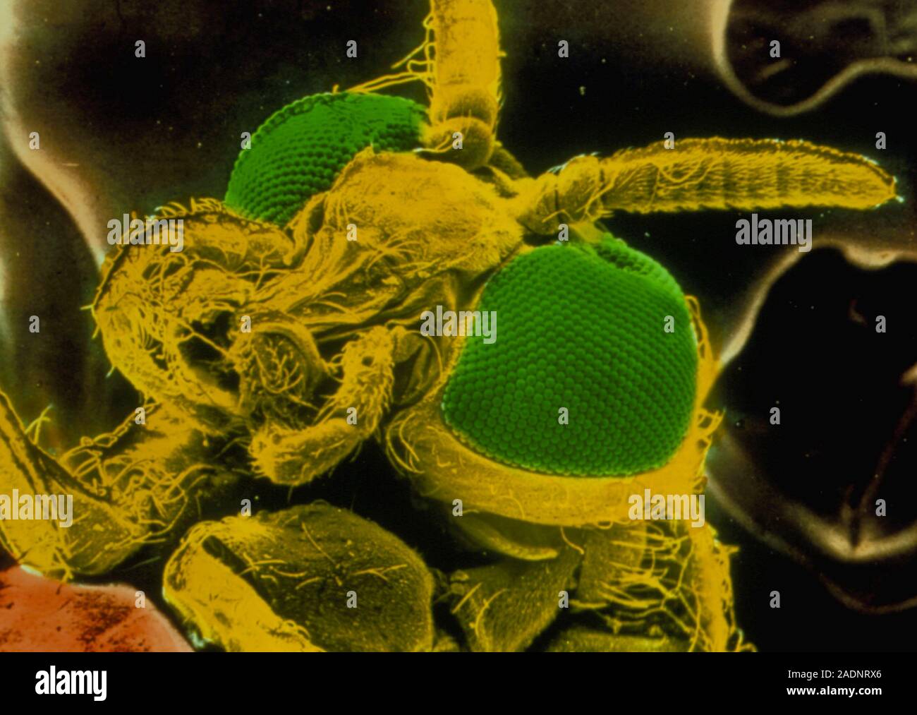 False-colour scanning electron micrograph (SEM) of the head of a black ...