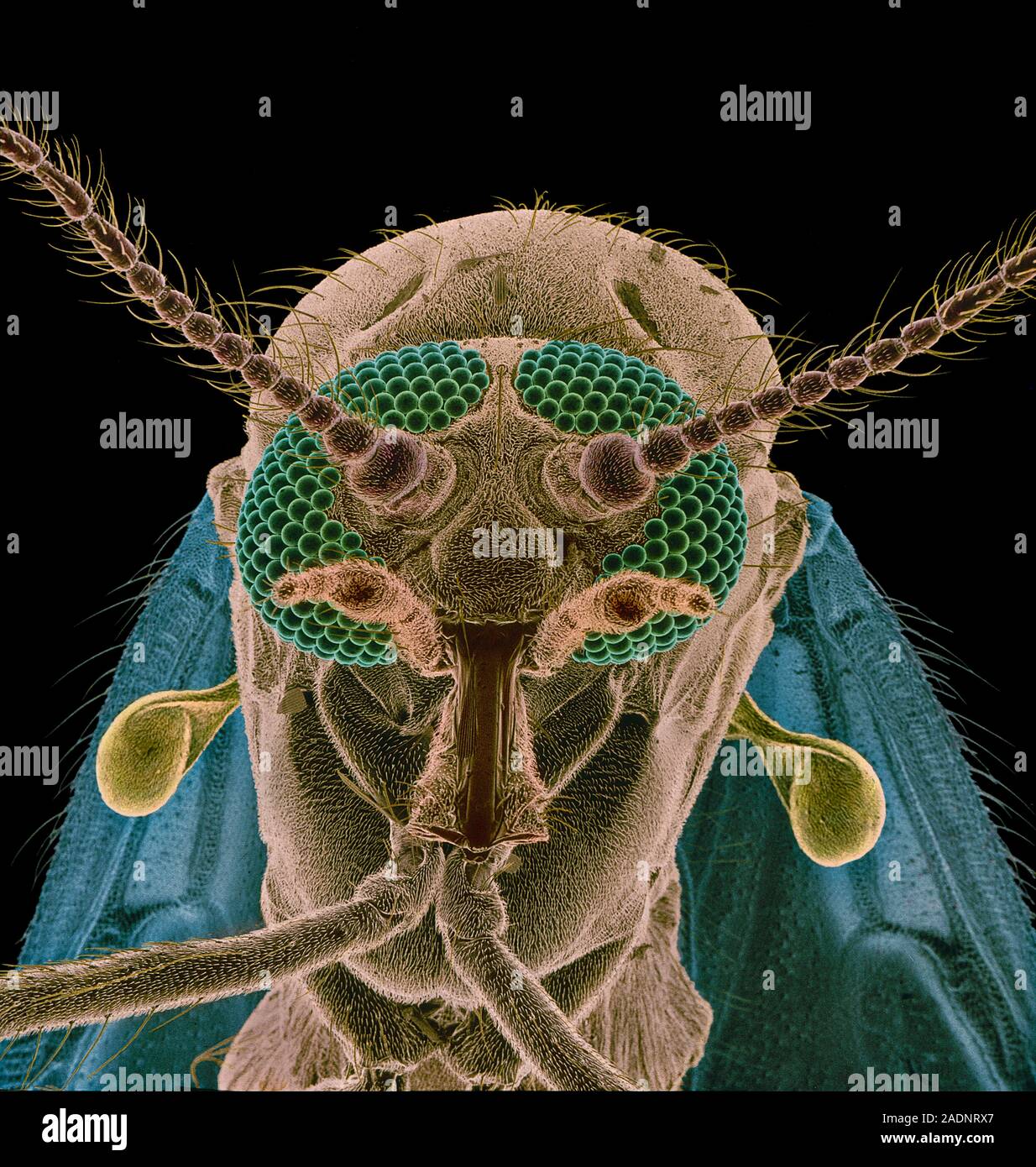 Scanning electron micrograph of the head and thorax of a biting midge ...