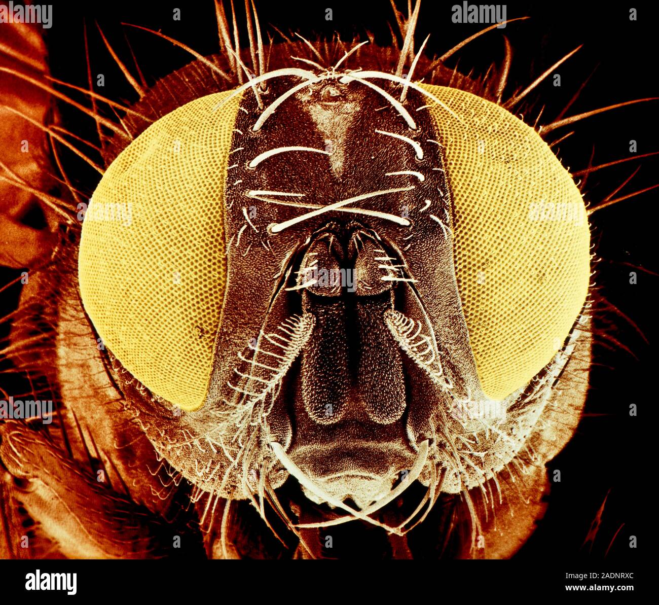 Coloured scanning electron micrograph of the head of a female housefly ...