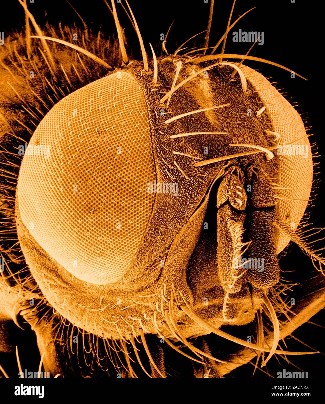 Tinted scanning electron micrograph of the head of a female housefly ...