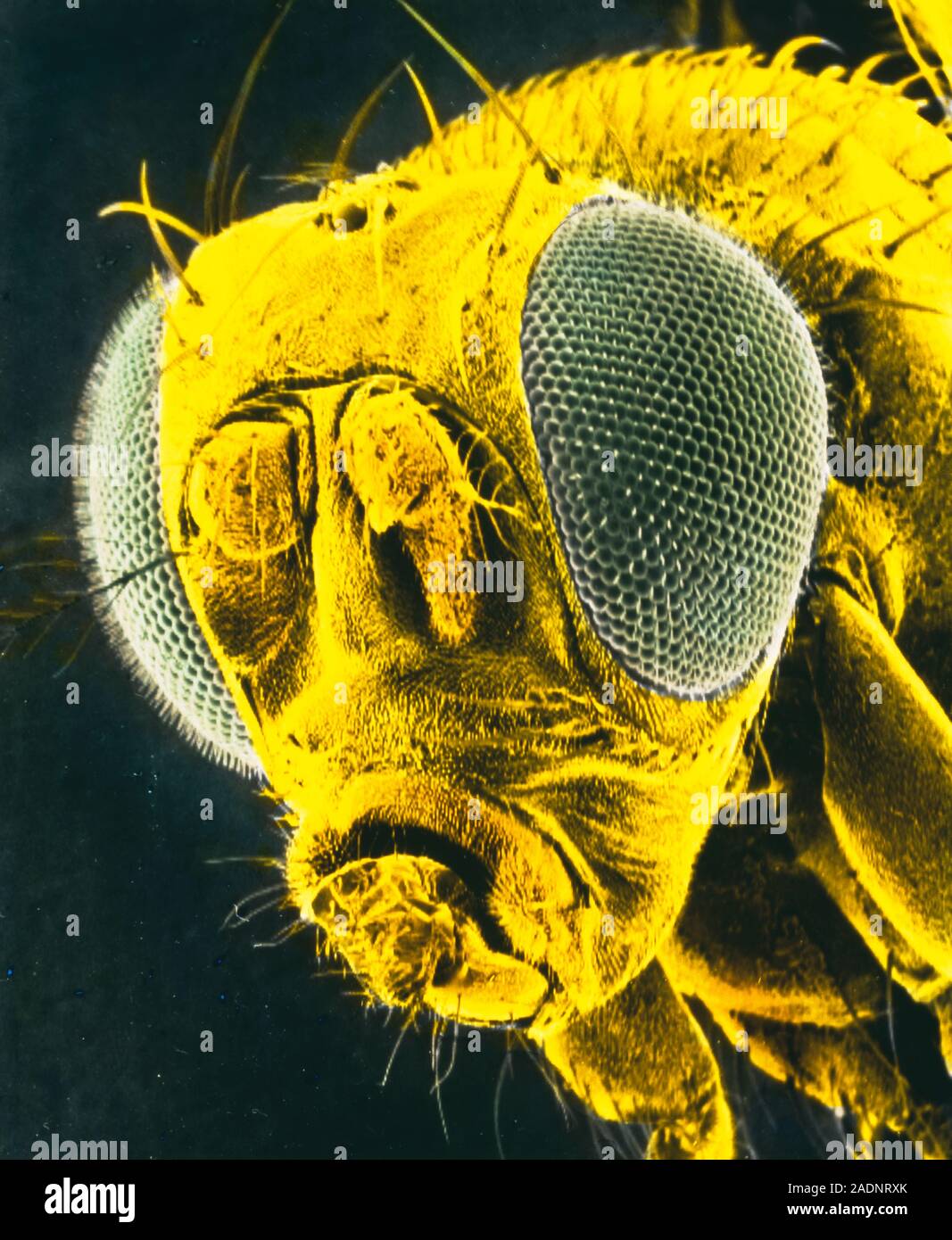 False-colour scanning electron micrograph (SEM) of the head of the ...