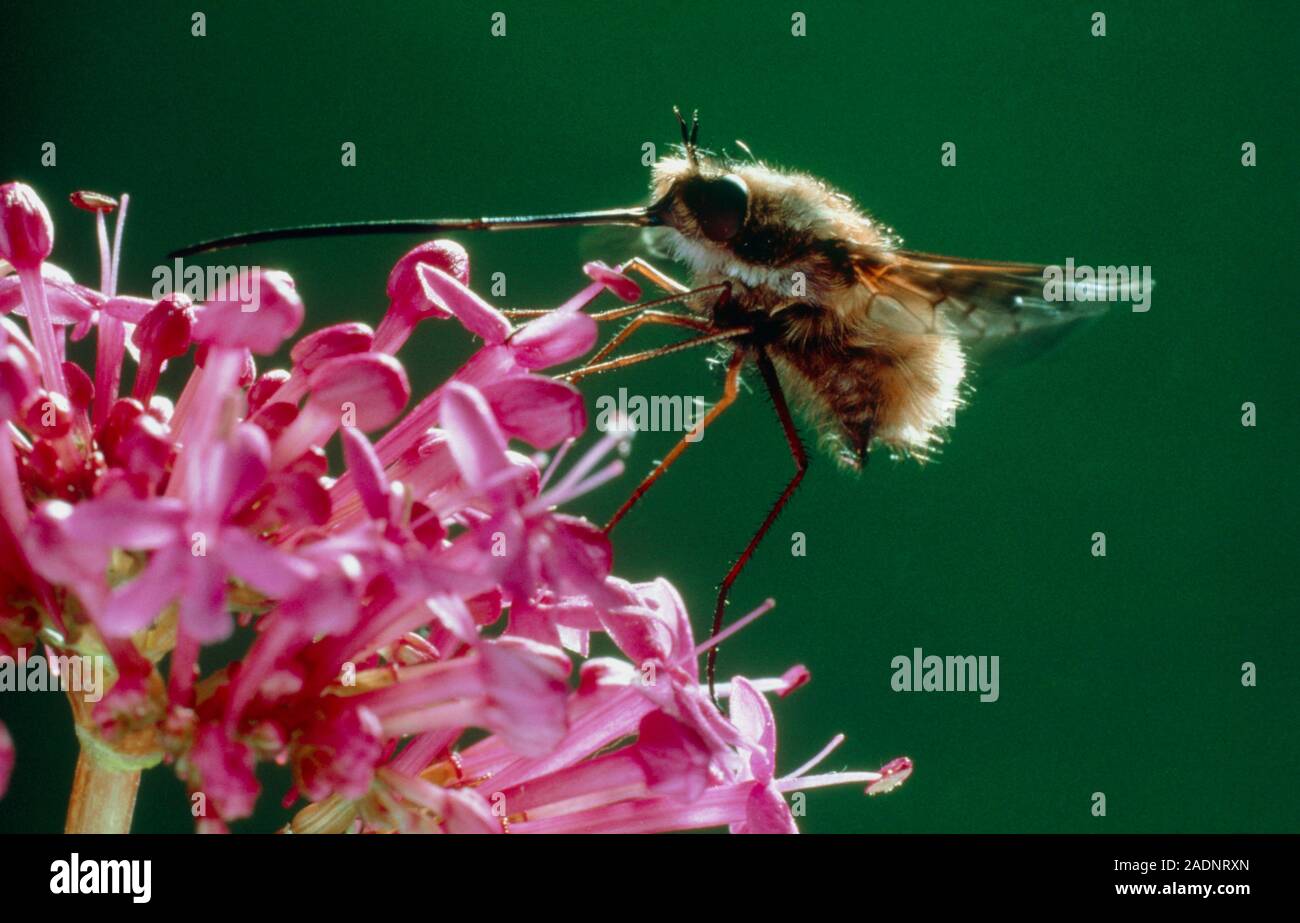 High-speed photograph of the bee fly Bombylius major having landed on ...
