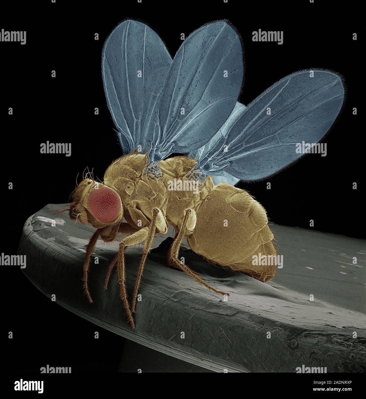 False-colour scanning electron micrograph of a mutant fruit fly ...