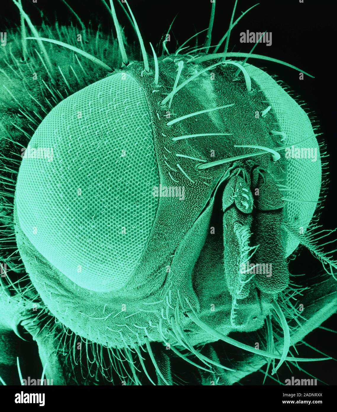 Scanning electron micrograph of the head of a female housefly, Musca ...