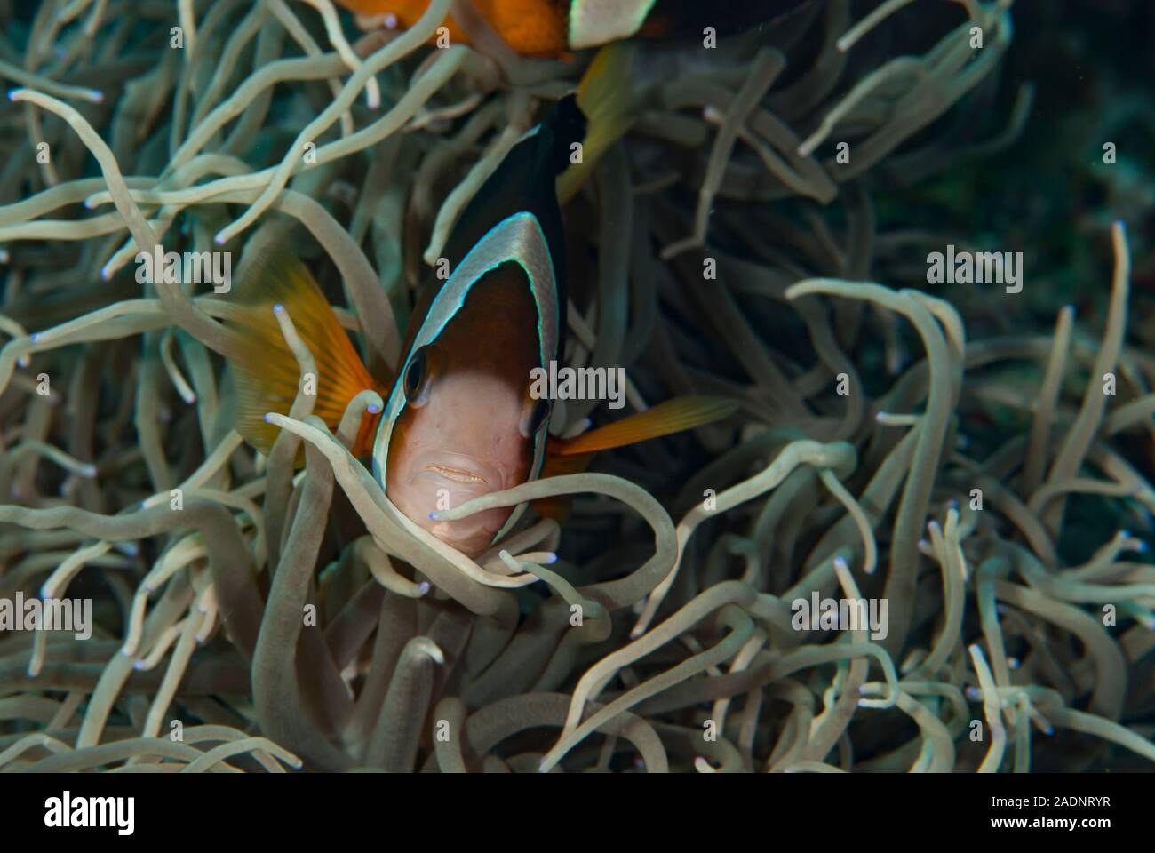 Clarki Anemonefish Amphiprion clarkii Stock Photo - Alamy