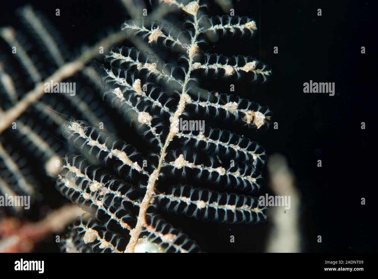 Deep sea hydrozoan hi-res stock photography and images - Alamy