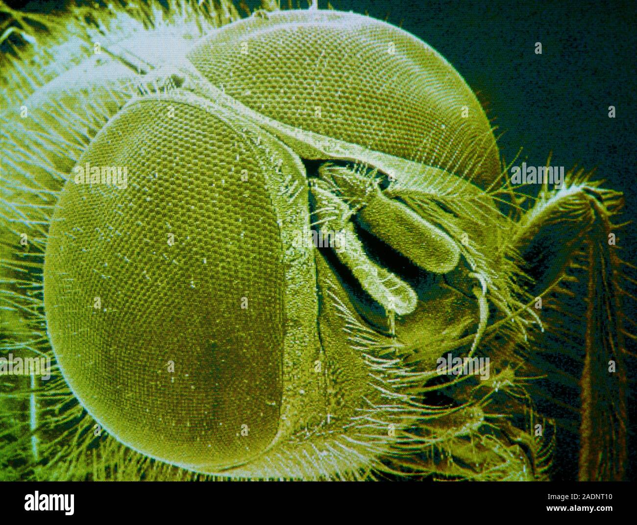 Housefly head. False-colour scanning electron micrograph (SEM) of the ...