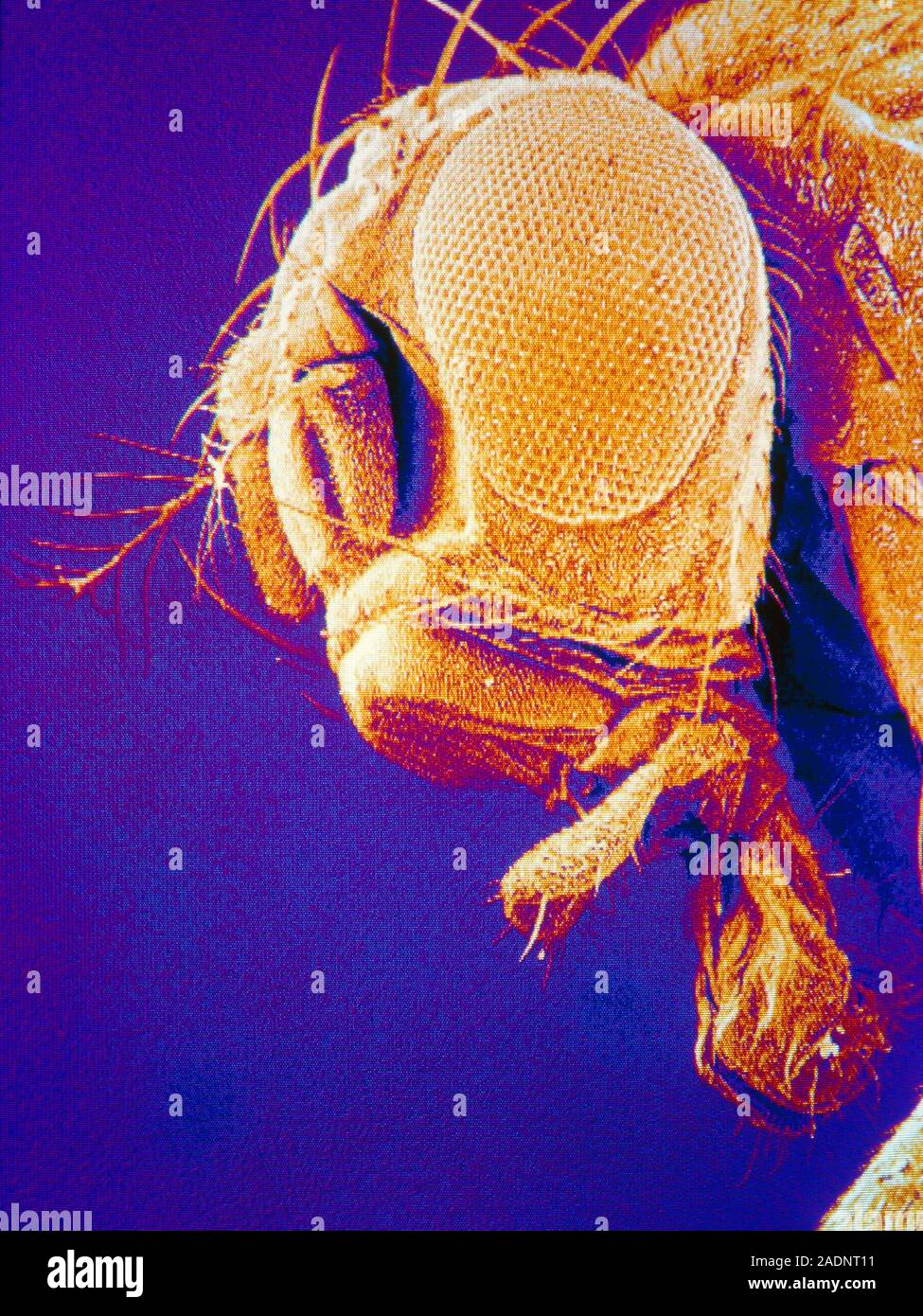 Head of fruit fly. False-colour scanning electron micrograph (SEM) of a ...