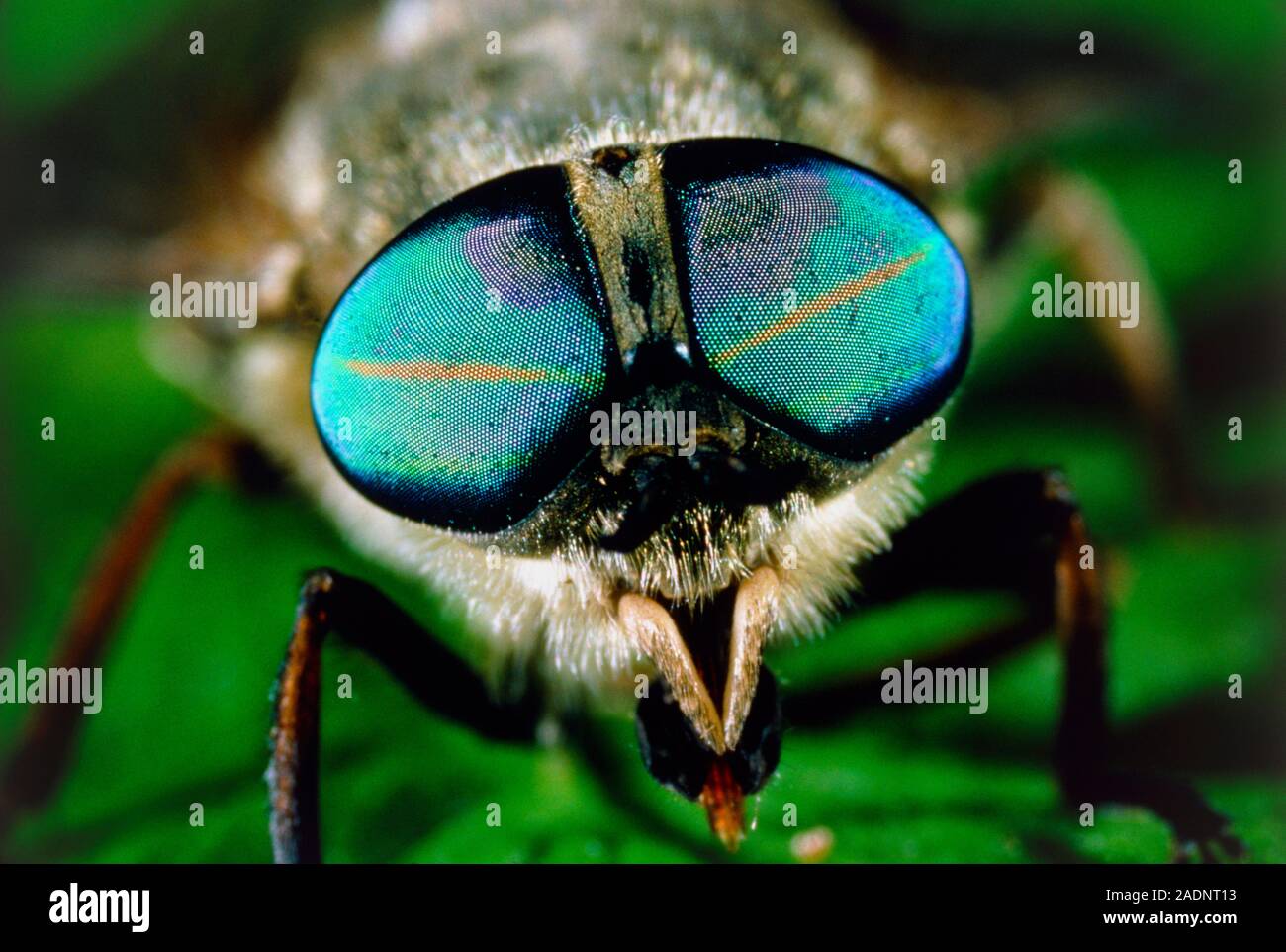 Horsefly head. Macrophotograph of the head of a horsefly, Tabanus sp ...