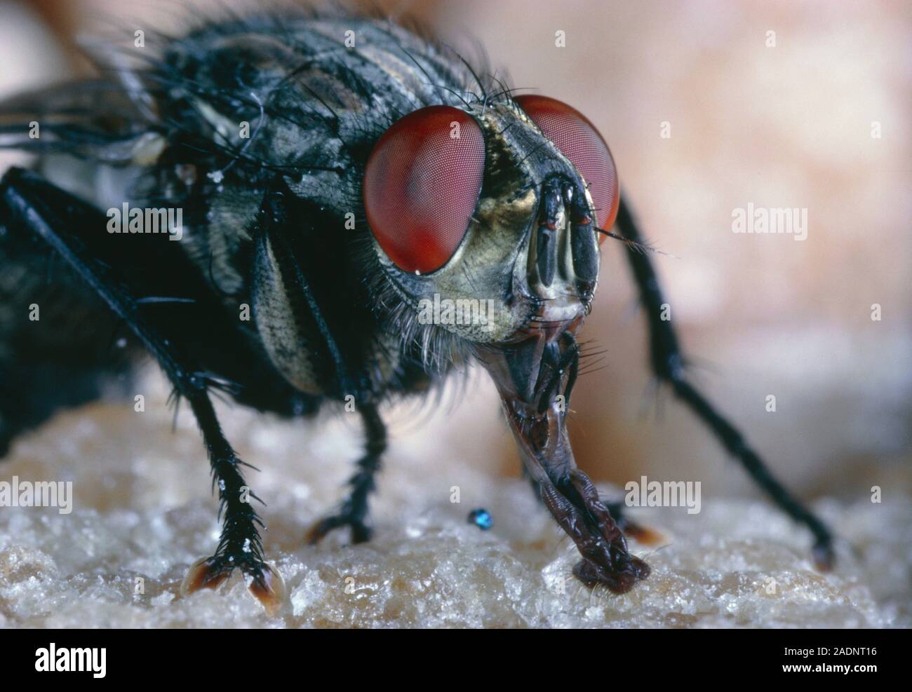 Flesh fly feeding. Macrophotograph of a gray flesh fly Sarcophaga ...